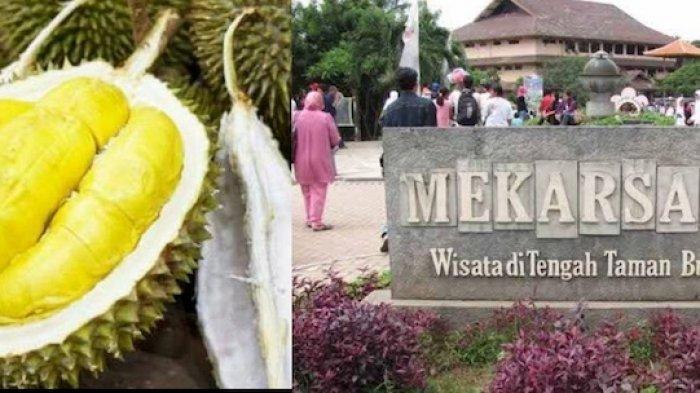 Libur Akhir Tahun Taman Buah Mekarsari Tawarkan Panen Durian Matahari, Begini Cara Memilihnya ...