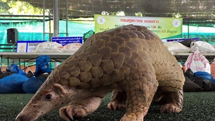Terungkap Spesies Hewan yang Menjadi Perantara Coronavirus dari Kampret ...