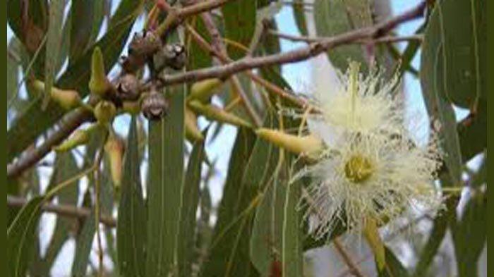 GoFress Dukung Aktivitas di Era New Normal, Ternyata Permen GoFress ...