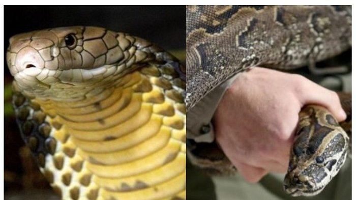Ular Piton Vs Ular Raja Kobra, Salah Satunya Tewas Hanya Satu Kali ...