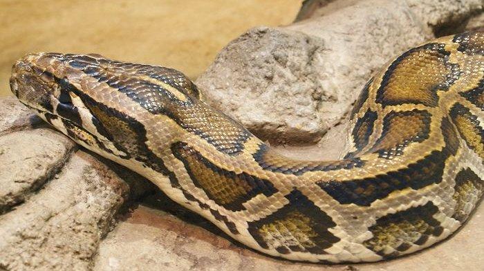 Warga Pademangan Timur Gempar Ular Piton Sepanjang Empat Meter Muncul ...