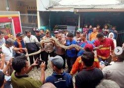 Ular Phyton Raksasa Berkeliaran Teror Warga Tangerang - Wartakotalive.com