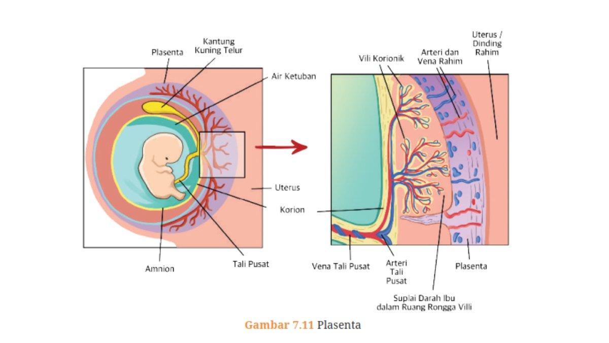 Cek Kunci Jawaban Biologi Kelas 11 SMA Kurikulum Merdeka Halaman 230 235 236 237 238 239 ...