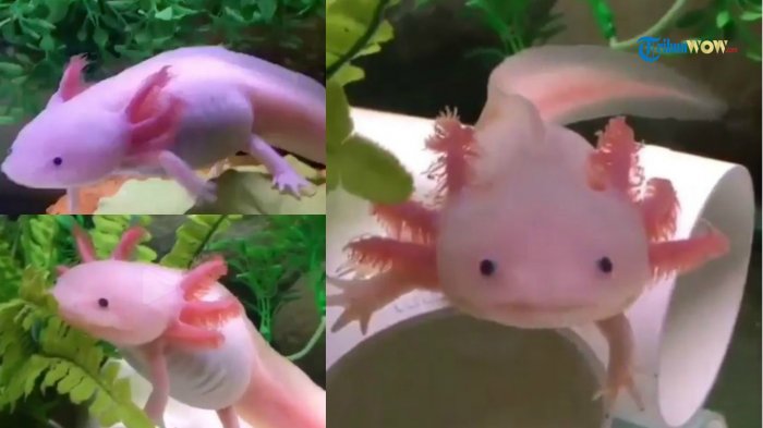 Aduh! Monster Air Imut Warna Pink ini Bakal Bikin Kamu Gemas! - Tribun Wow