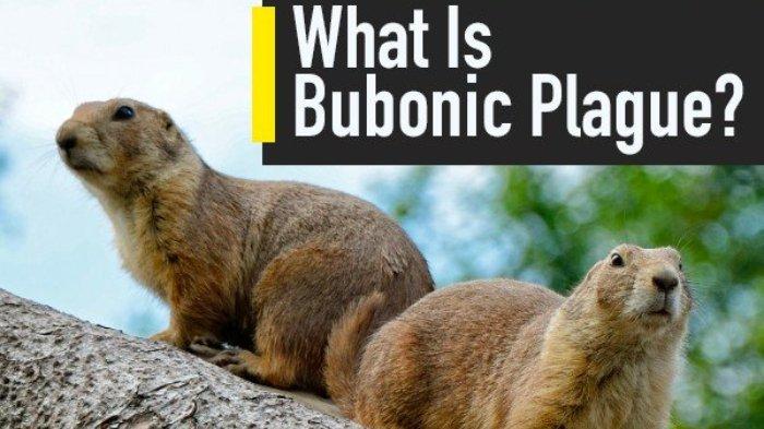 Cina Keluarkan Peringatan Wabah Bubonik, Ketahui Penyebab, Gejala, dan ...