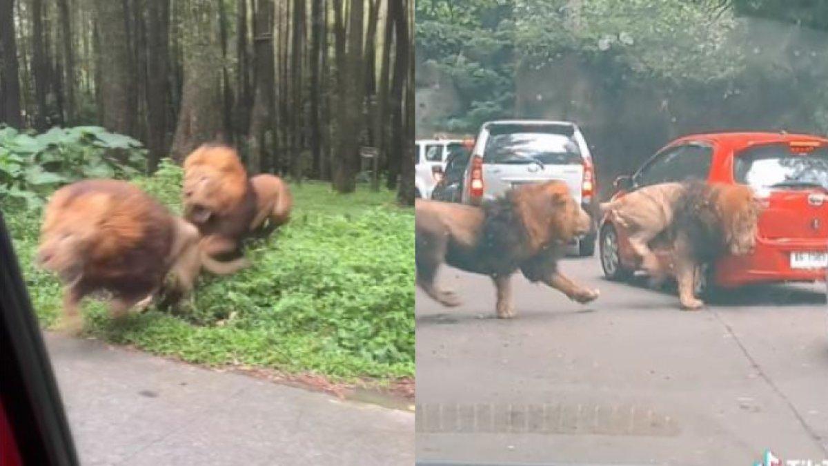 Viral Mobilnya Ditabrak Singa, Pengunjung Taman Safari Unggah Video ...