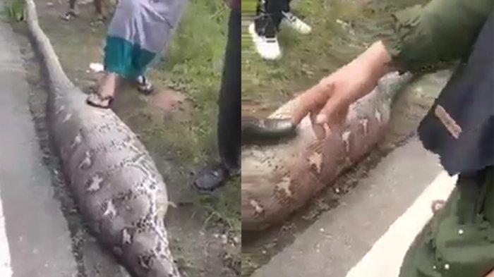 Heboh Penemuan Ular Piton Raksasa di Mamuju, Memangsa Sapi Warga ...