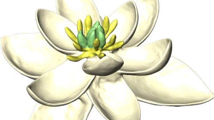 Wow! Ternyata Begini Penampakan Bunga Pertama di Dunia - Tribun Wow