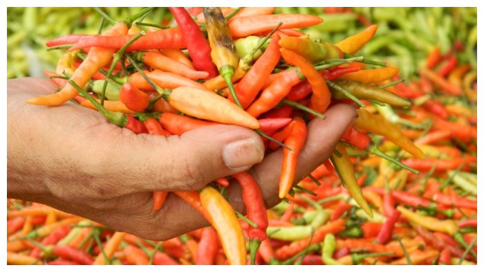 Makanan Pedas Membuat Kita Panjang Umur? Berikut Penjelasannya - Tribun Wow