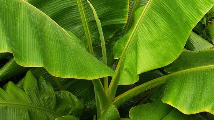 Fantastis! Harga Selembar Daun Pisang Ini Bikin Melongo - Tribun Wow