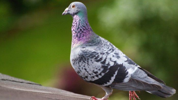 Burung Merpati Balap