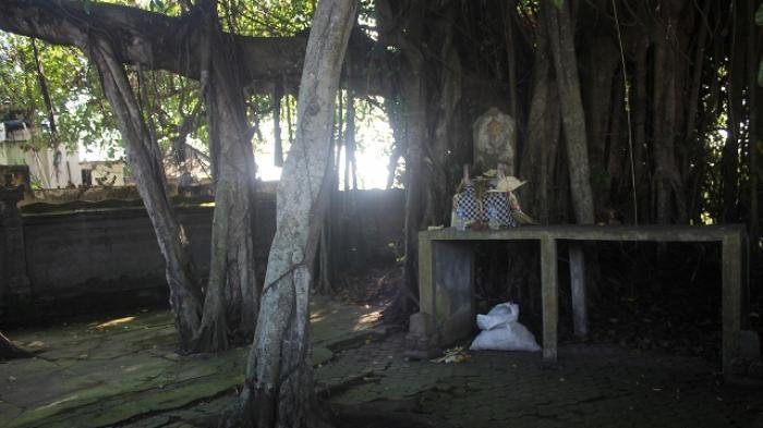 11 Pohon yang Dianggap Angker dan Banyak 'Penunggu' Gaib - Tribun Wow