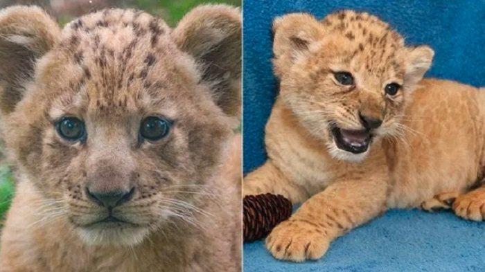 Potret Bahati, Singa Kecil yang Jadi Model untuk Peran Simba dalam Film ...
