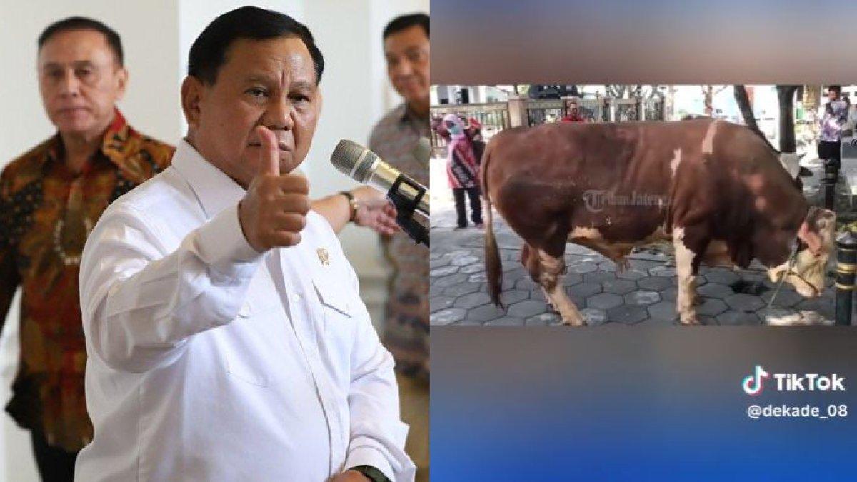 Viral Prabowo Kurban Sapi 1,1 Ton untuk Idul Adha, Diserahkan ke Masjid Agung Demak, Ini ...