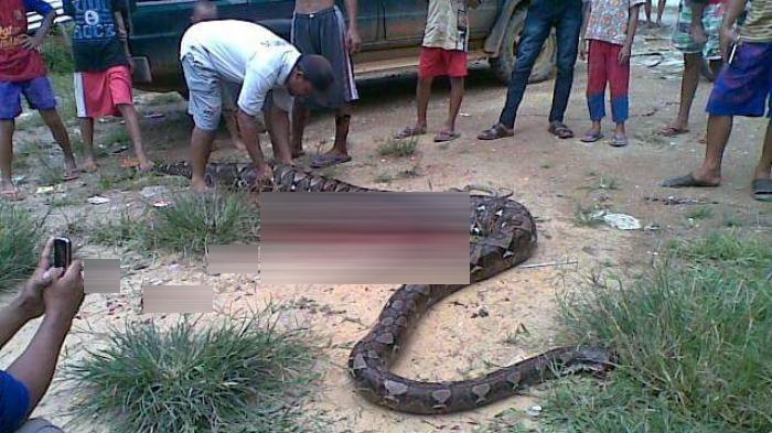 Cerita Film Anaconda yang Mengambil Setting Tempat di Indonesia Terjadi ...