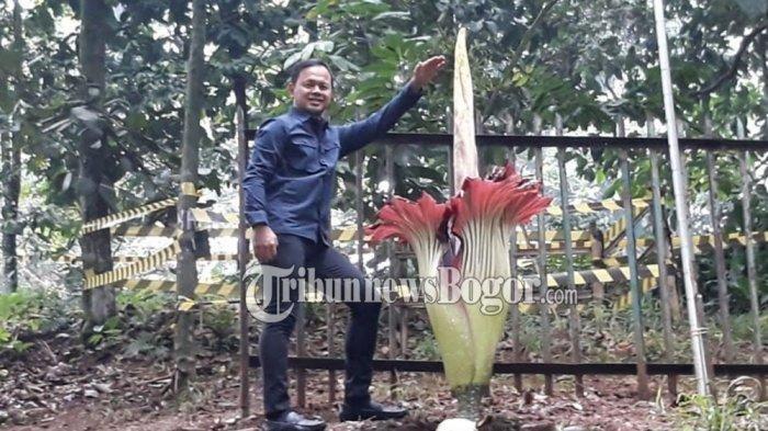 Bunga Bangkai di Kebun Raya Bogor Akhirnya Mekar, Butuh Waktu 2-4 Tahun ...